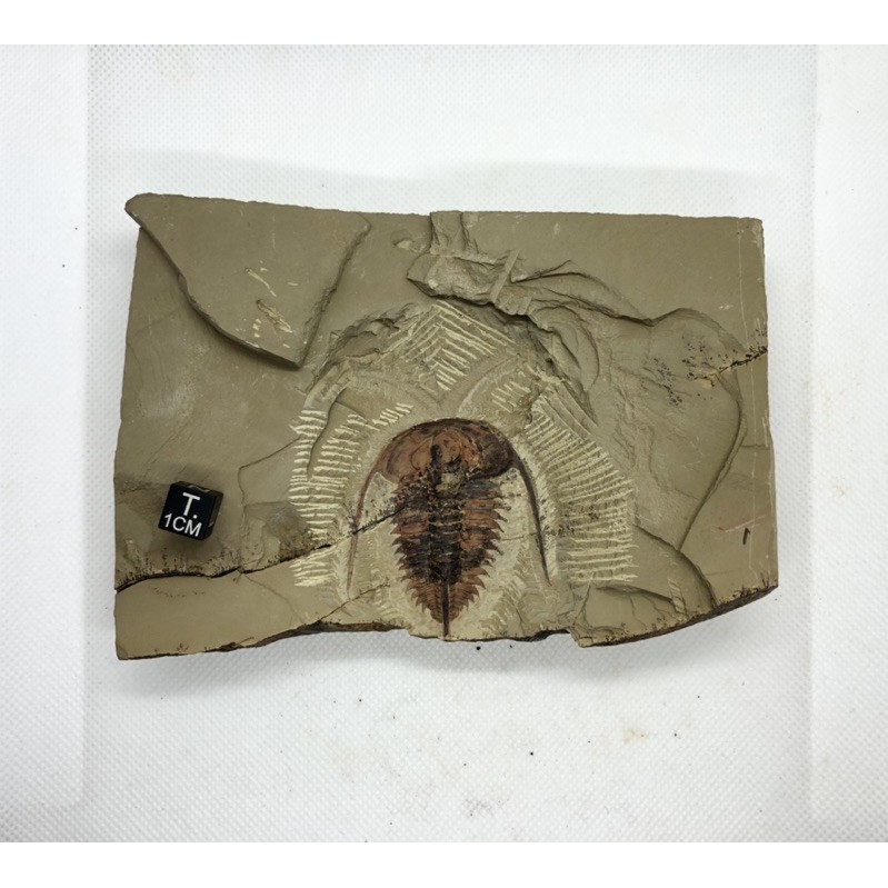 （已售）澄江生物群 中間型古萊德利基 Eoredlichia intermedia | 蝦皮購物