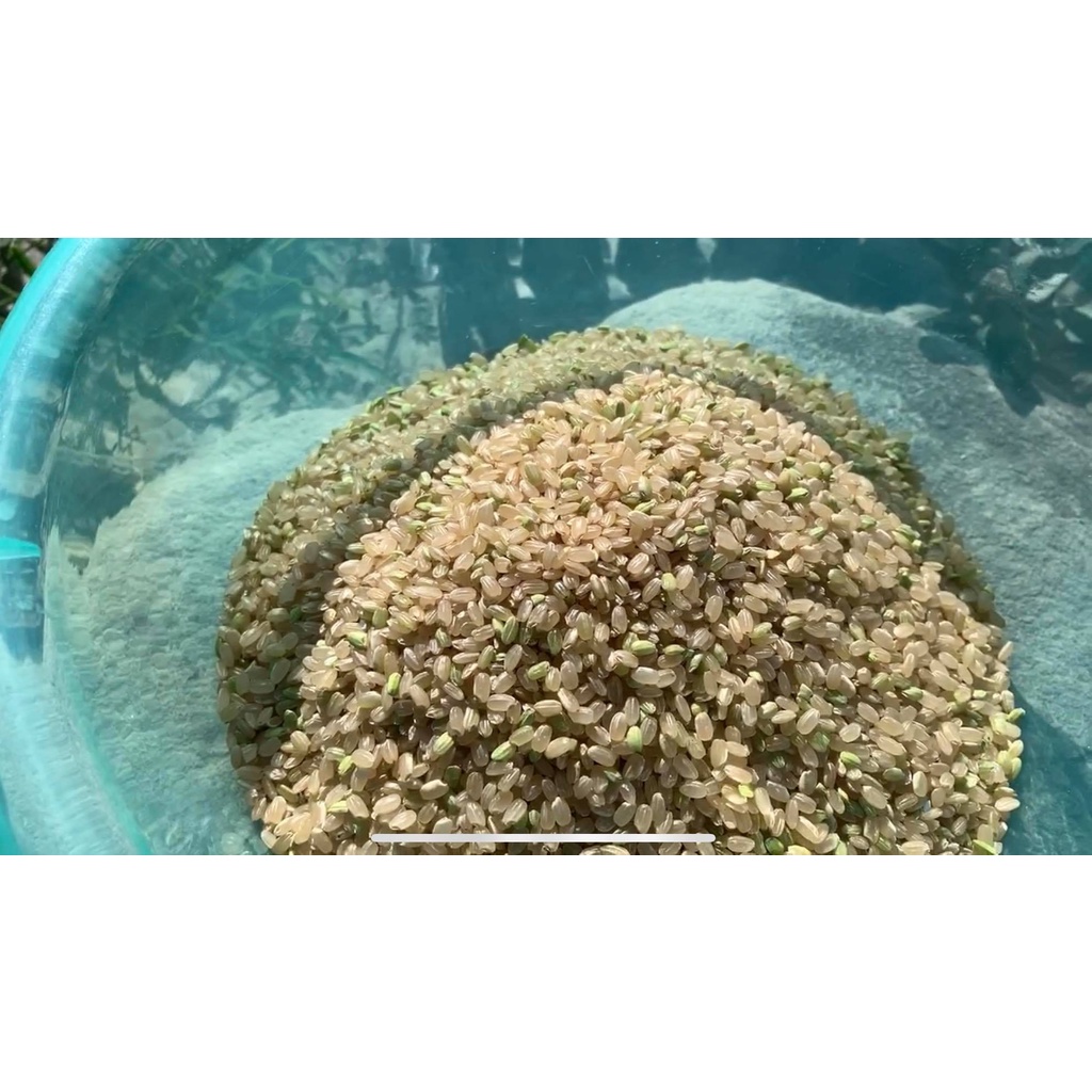 關山米(伴手禮) 普羅米 PRO RICE 新米 發財米1斤裝 小農自產自銷 | 蝦皮購物