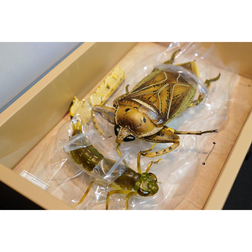 (參號倉庫) 現貨 海洋堂 山口式 RG005 REVO GEO Vol.4 狄氏大田鱉 日本大田鱉 田鱉 桂花負蝽 | 蝦皮購物