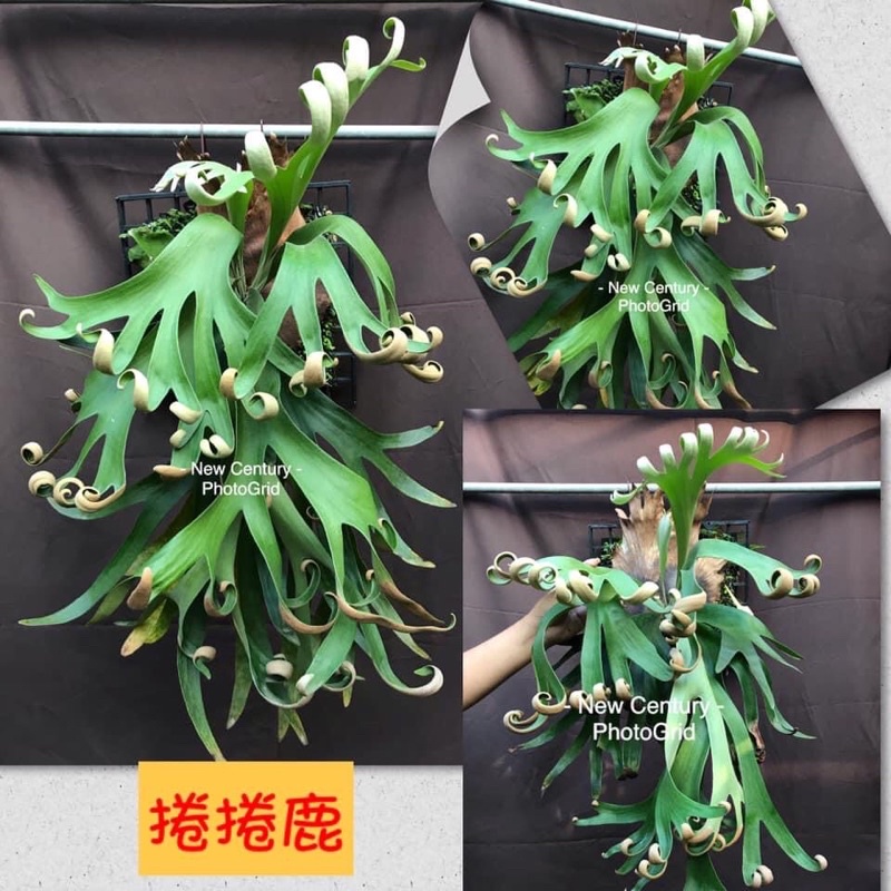 捲捲鹿 FSQ捲捲鹿鹿角蕨，P.Foongsiqi 馮詩琪。可代客上板 | 蝦皮購物