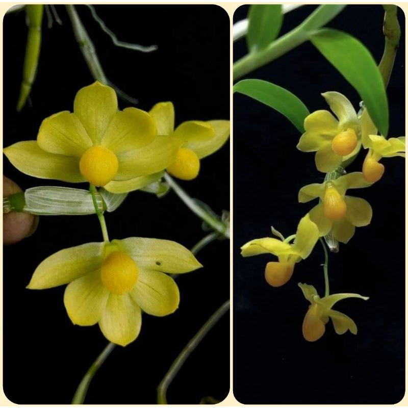 【蘭蕨雨林】Den. chrysocrepis，金拖鞋石斛， 亦稱為杓唇扁石斛，金黃色的花，花型像拖鞋蘭。 | 蝦皮購物