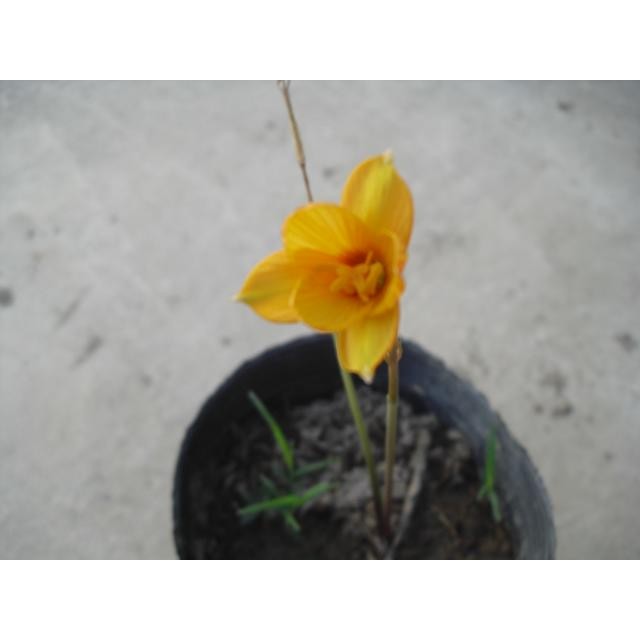風雨蘭10.. H. tubispathus 'Good Yellow Form—1份120元(3粒) | 蝦皮購物