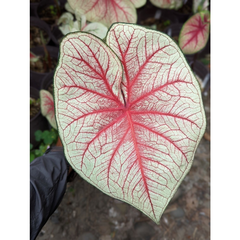 開心農元-觀葉植物- 白皇后 Caladium white queen 熱門 網紅 文青必備 雨林植物 | 蝦皮購物