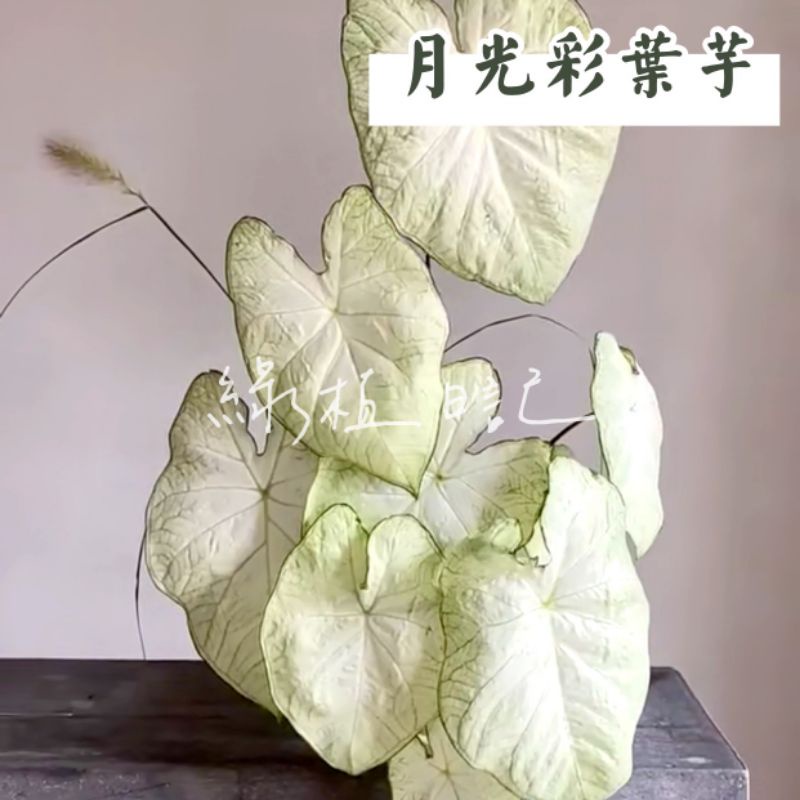 | 綠植日記 | 月光彩葉芋/Caladium Florida 'Moonlight'/觀葉植物/5吋 | 蝦皮購物