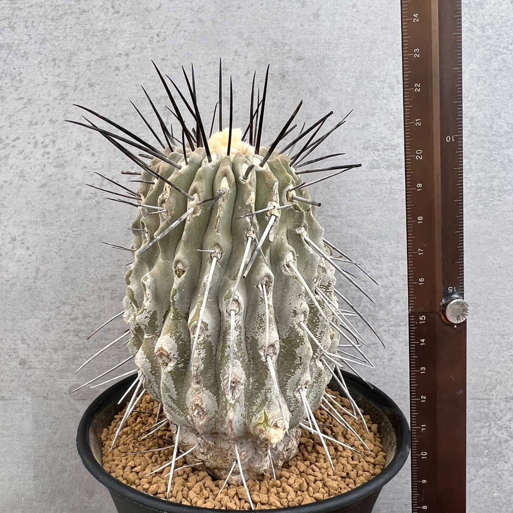 【星期六多肉】黑士冠｜實生｜多肉 仙人掌 ｜Copiapoa dealbata | 蝦皮購物