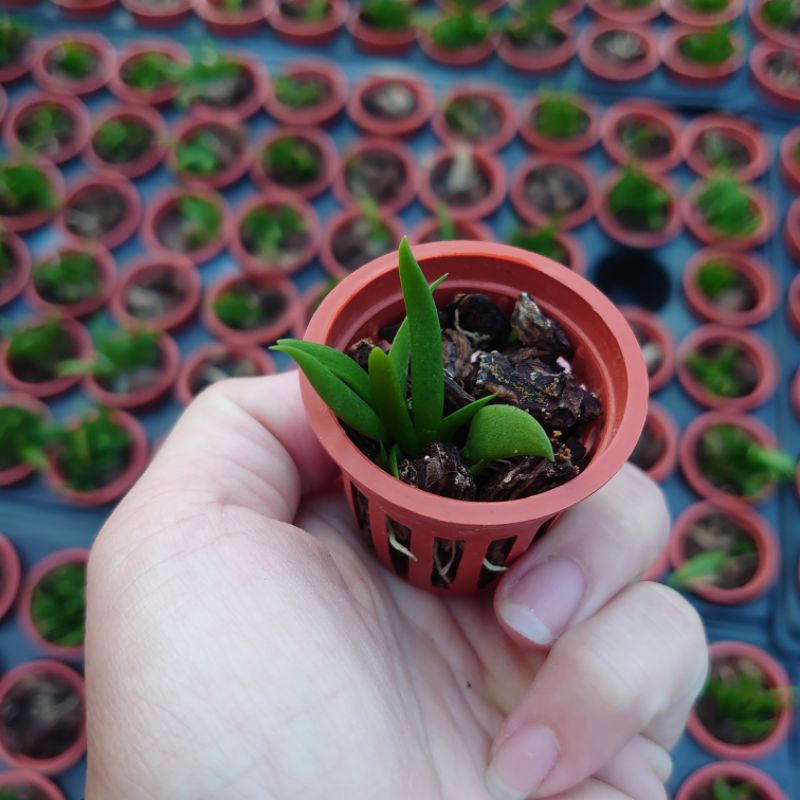 “迷你”Dendrobium rigidum ( Dockrillia rigida ) 【稀有罕見】 《彎刀》石斛 | 蝦皮購物