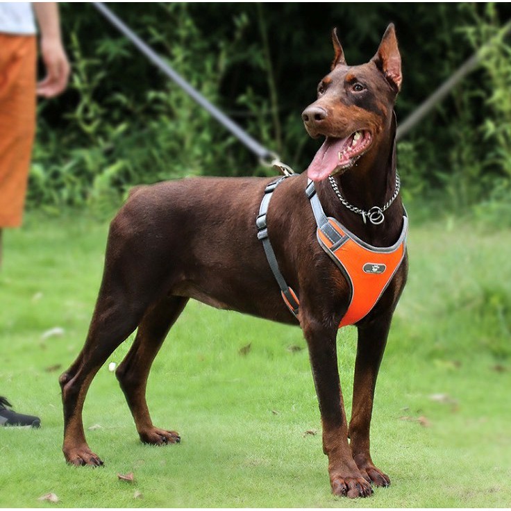 【singcoco】網布透氣胸背帶 牽繩 牽引繩 狗牽繩 貓牽繩 狗鏈 胸背帶 透氣胸背 防掙脫 狗胸背帶 | 蝦皮購物
