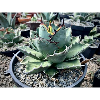 Desta Mo(植) FO222 FO 豆豆龍 痘痘龍 / Agave 龍舌蘭 嚴龍 母株 霸氣 療癒系 母盆 亞成株 | 蝦皮購物