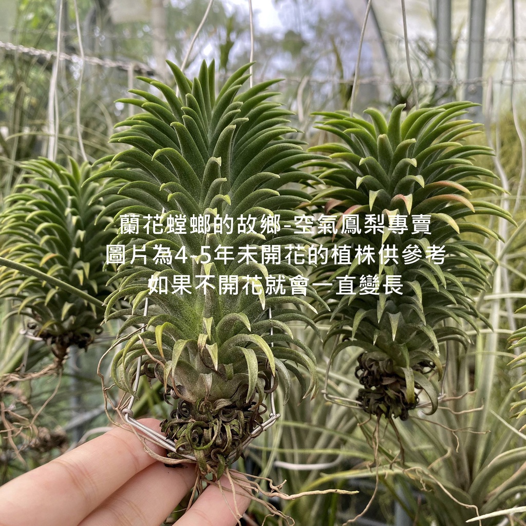 空氣鳳梨 龍精靈 Tillandsia ionantha Ron（TI) | 蝦皮購物