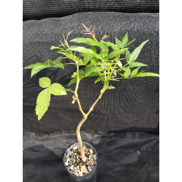 Bursera lancifolia 矛葉裂欖 裂欖實生苗 | 蝦皮購物