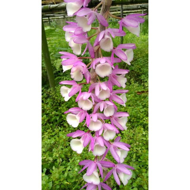 大眾蘭園 石斛蘭 Den. primulinum 紅貝殼 | 蝦皮購物