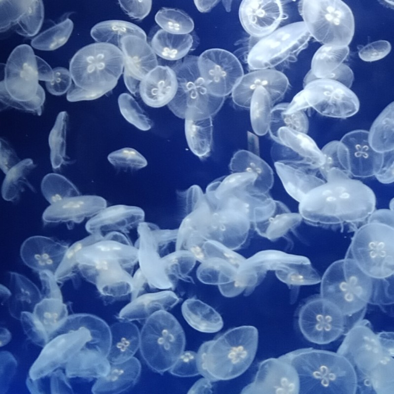 BanG Dream！Episode of Roselia II Song I am/版角色插畫圖卡 | 蝦皮購物