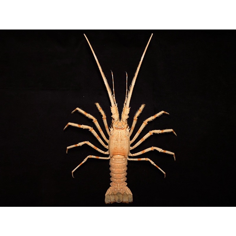 蟹皮人speciann_和具鈍龍蝦(Palinustus waguensis) 螃蟹標本、海膽標本、貝殼標本 | 蝦皮購物