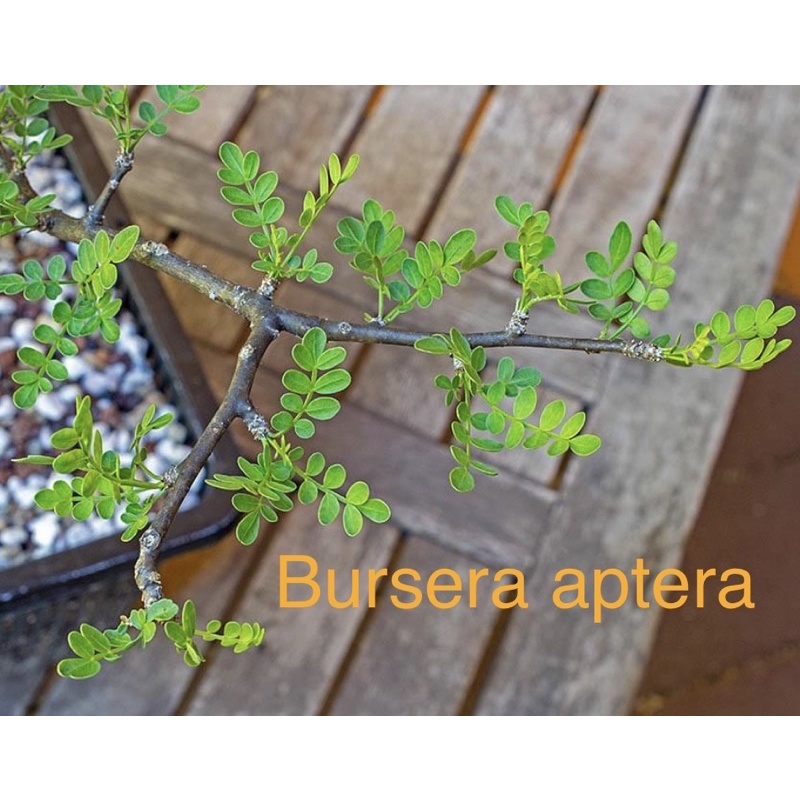Bursera aptera 種子，稀有裂欖屬植物。 | 蝦皮購物