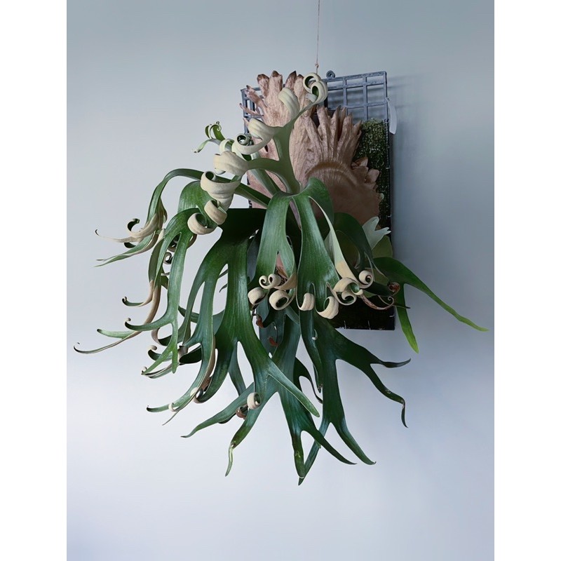 捲捲鹿P.Foongsiqi 馮詩琪正側芽賣場（FSQ、鹿角蕨上板、爪哇鹿角蕨、文青植物、蕨類植物、雨林植物可參考） | 蝦皮購物