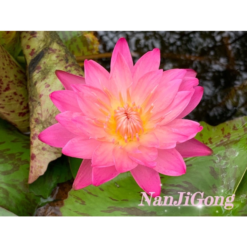 歡迎蒞臨南極蓮園 熱帶香水蓮 艾伯特格林伯格 Nymphaea Albert Greenburg 本圖為南極蓮園實景拍攝 | 蝦皮購物