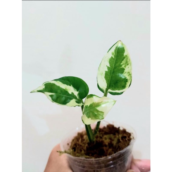 Epipremnum sp. 觀葉植物 斑葉植物 雨林植物 盆栽 | 蝦皮購物