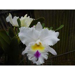 大眾蘭園 嘉德利雅蘭 Rlc.Liou Hope 日本國旗 | 蝦皮購物