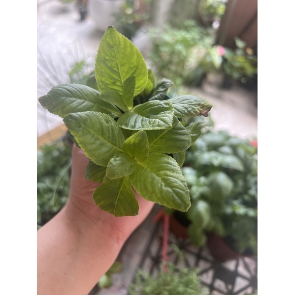 台灣之美 台灣原生植物 水八角 大葉田香 Limnophila rugosa (Roth) Merr | 蝦皮購物