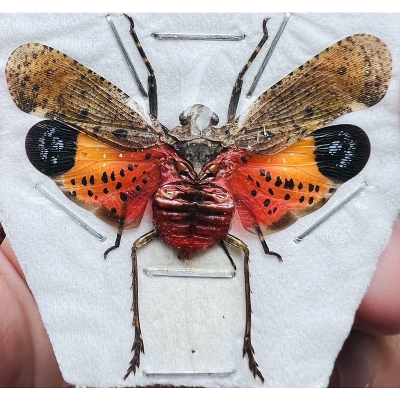 昆蟲標本（死的非活體） Penthicodes pulchella | 蝦皮購物