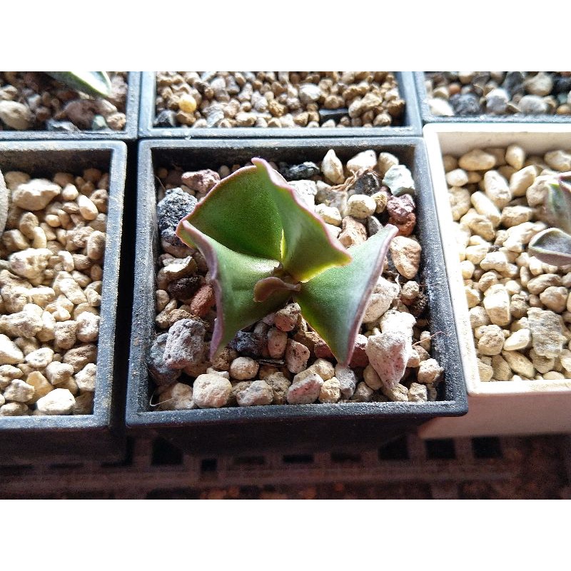 Ecca Pass 天章 | 蝦皮購物