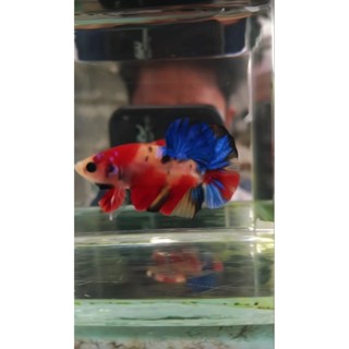 北京包含 nemo/nemo multi | 蝦皮購物