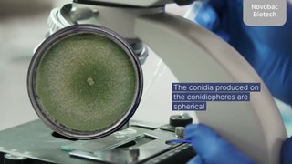 Novobac Trichoderma Harzianum 1kg - 5x10x9 cfu/g 可濕粉 | 蝦皮購物