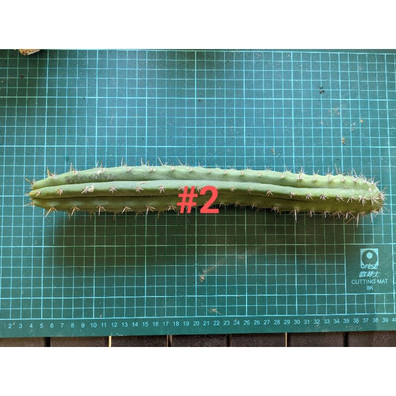 《探索花園》Trichocereus Peruvianus Peru2 * Clyde Cutting | 蝦皮購物