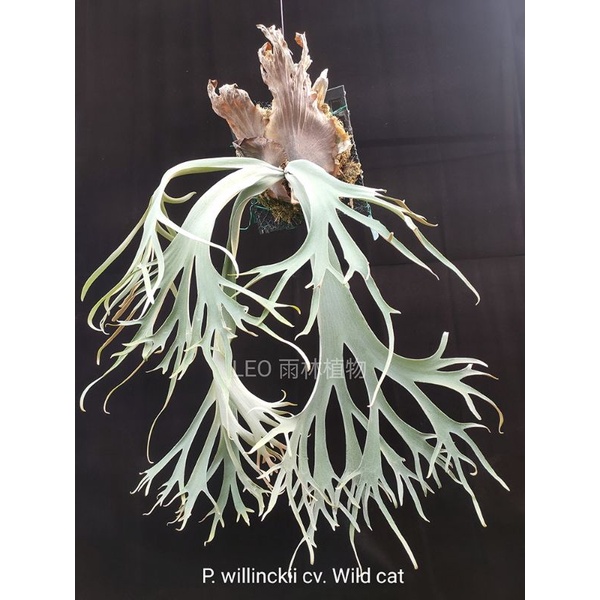 P. willinckii cv. Wild cat 野貓 鹿角蕨 | 蝦皮購物
