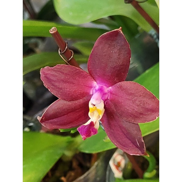 Phal. LD's Bear King熊王(紅色) 6S44 (B1/B2/EH) | 蝦皮購物