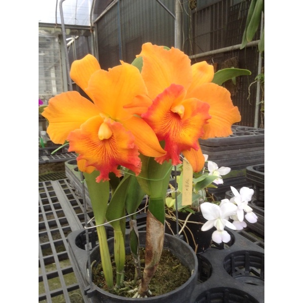 嘉德利亞蘭實生苗：Rlc.Spanish Eyes”西班牙眼” x Rlc.Golf Rainbow “彩虹’ | 蝦皮購物