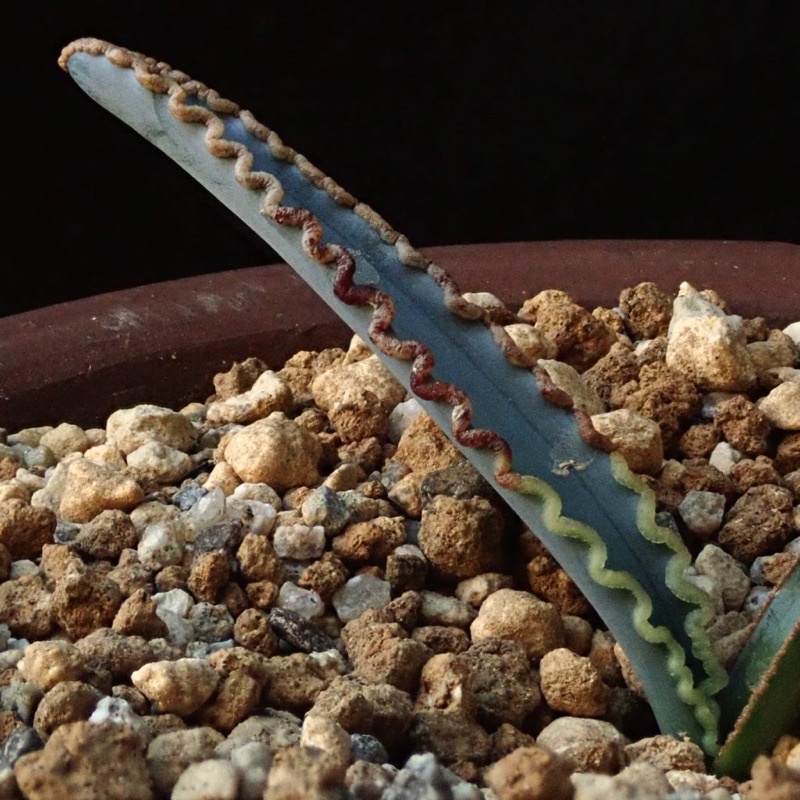 albuca dilucula | 蝦皮購物