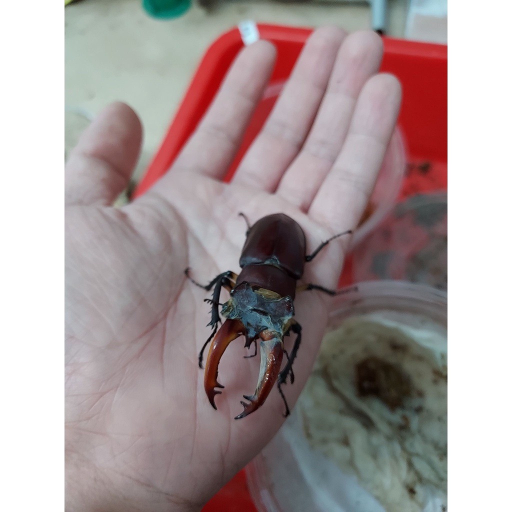 【可動模型】Lucanus formosanus 台深 #礁溪 #宜蘭 #單公 #成蟲模型 | 蝦皮購物