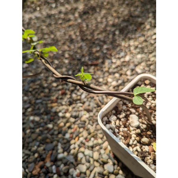 《探索花園》Commiphora eminii 艾米沒藥 高壓苗 | 蝦皮購物