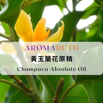 AROMARUTH黃玉蘭花原精Champaca Absolute Oil | 蝦皮購物