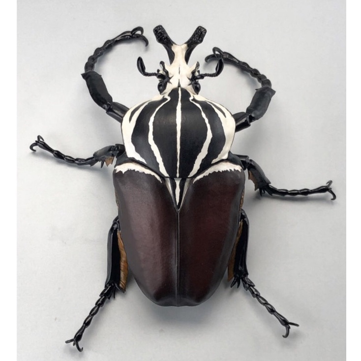 全新現貨SO-TA 1:1 大角花金龜 扭蛋 全4款 | 蝦皮購物