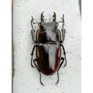 昆蟲標本Neolucanus insulicola insulicola野生八重山圓翅單公已展標本，珍貴物種，甲蟲標本 | 蝦皮購物