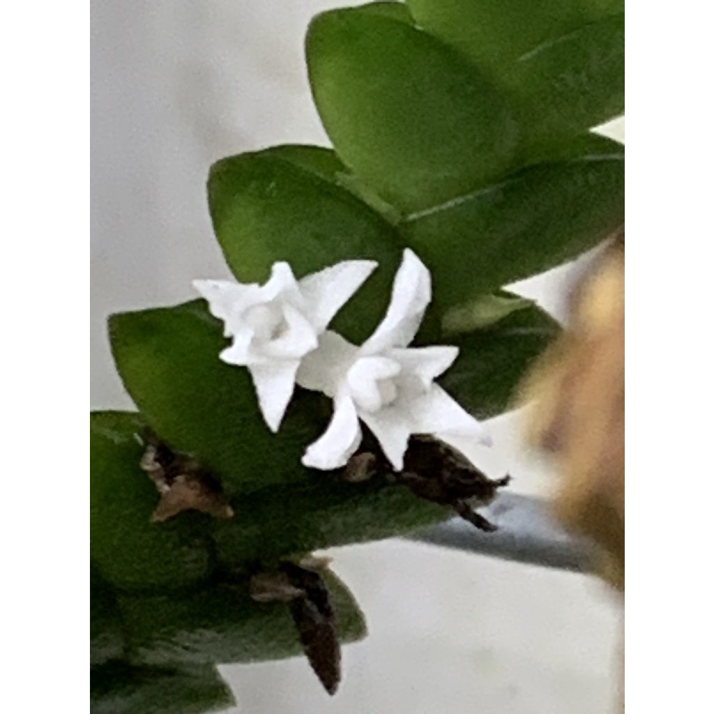 噢葉design "Microsaccus griffithii" 觀葉植物、雨林植物、龜背芋、皇火鶴 | 蝦皮購物