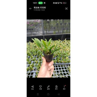 上賓蘭園 Bulb.roxburghii錫金豆蘭1.5吋盆 | 蝦皮購物