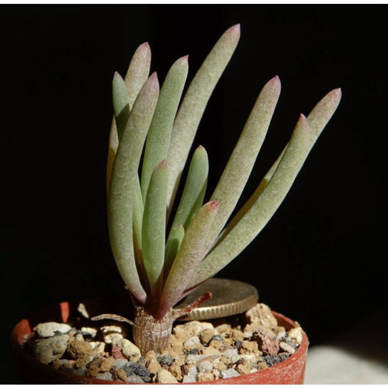 菊科～Othonna protecta 松立閣 X 卡拉菲厚敦菊，實生 已戶外渡夏過 | 蝦皮購物