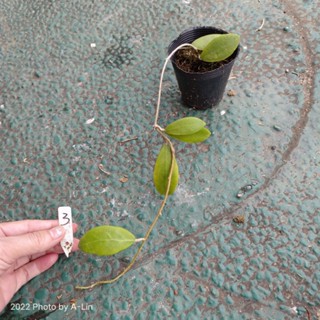 10%蝦幣回饋 指定店家免運 一物一拍 Hoya mindorensis lite yellow 美花 清香 毬蘭B區5 | 蝦皮購物