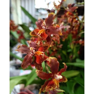 大眾蘭園 文心蘭 Burr Guan Rouge'Ruby' 橘火鳥 | 蝦皮購物