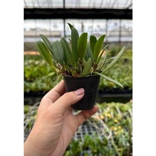 Bulb.roxburghii 錫金豆蘭 1.5吋盆 | 蝦皮購物