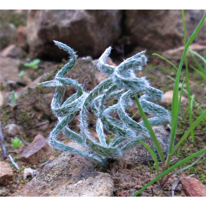 gethyllis villosa實生苗 | 蝦皮購物