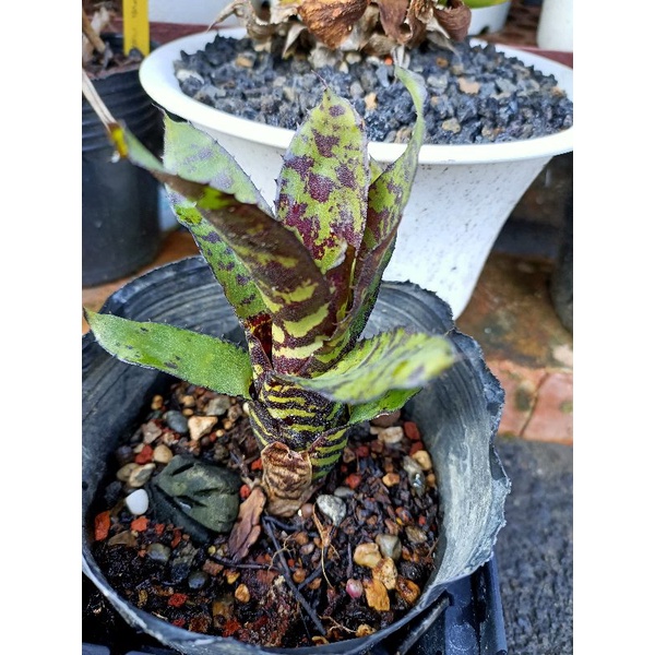 Aechmea correia-araujoi(積水鳳梨） | 蝦皮購物