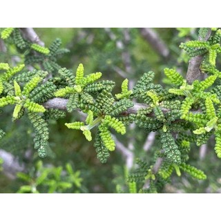 塊根/泡泡葉沒藥 Commiphora planifrons （免運費） | 蝦皮購物