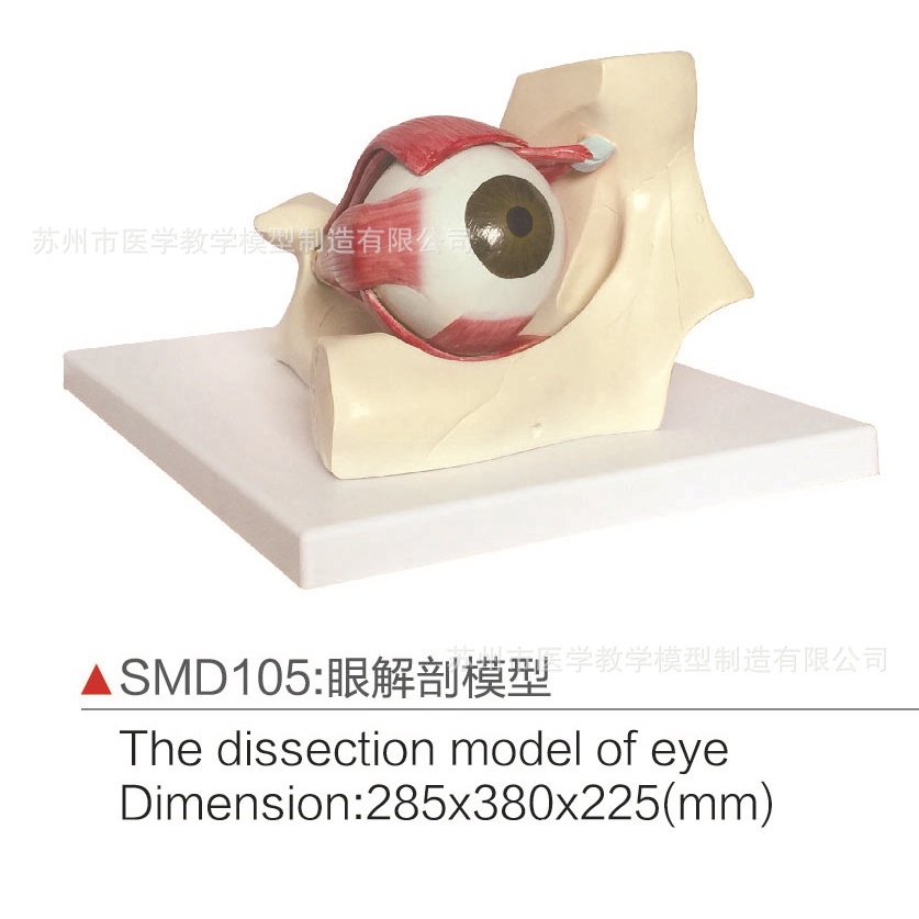 SMD105眼解剖模型 | 蝦皮購物