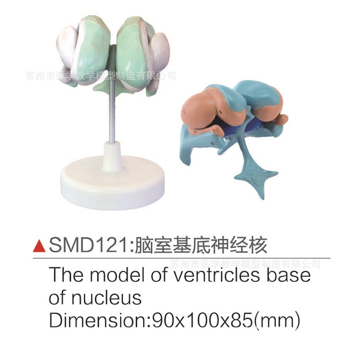 SMD121腦室基底神經核 | 蝦皮購物