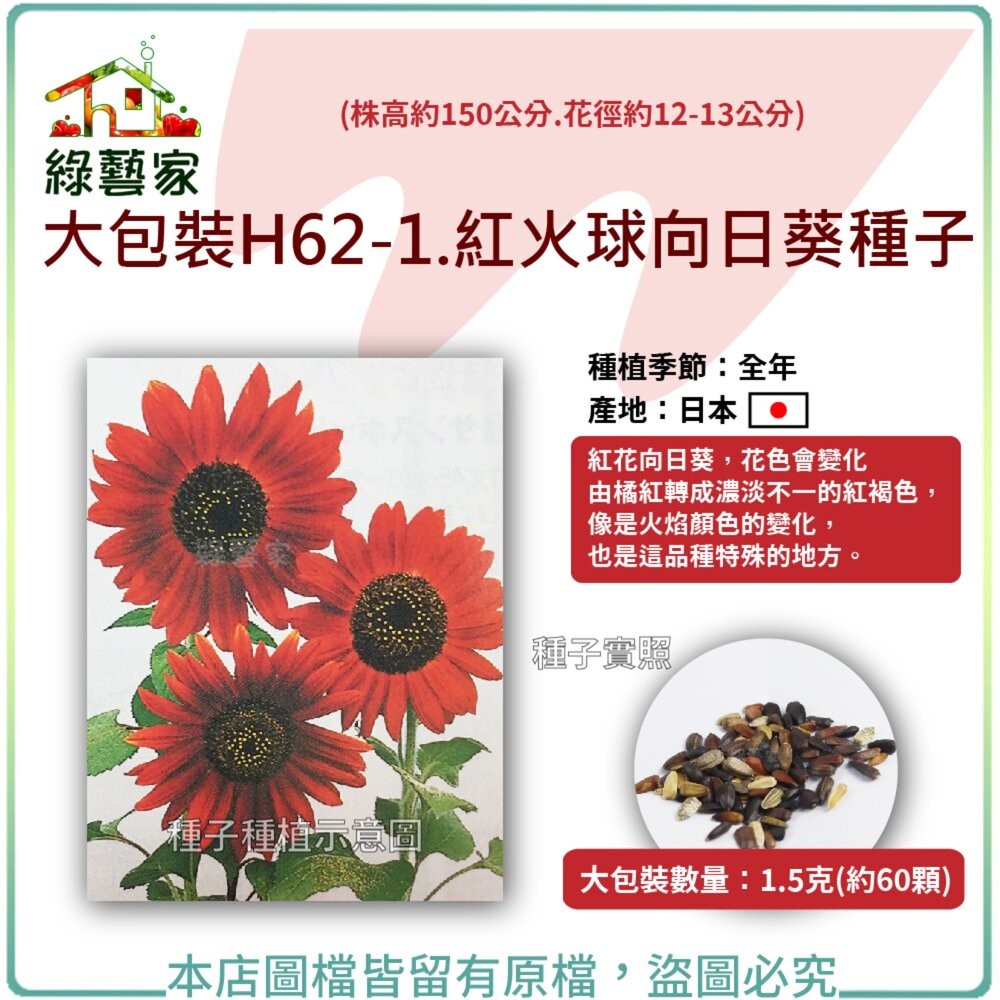 【綠藝家】大包裝H62-1.紅火球向日葵種子1.5克(約60顆)(株高約150公分.花徑約12-13 | 蝦皮購物