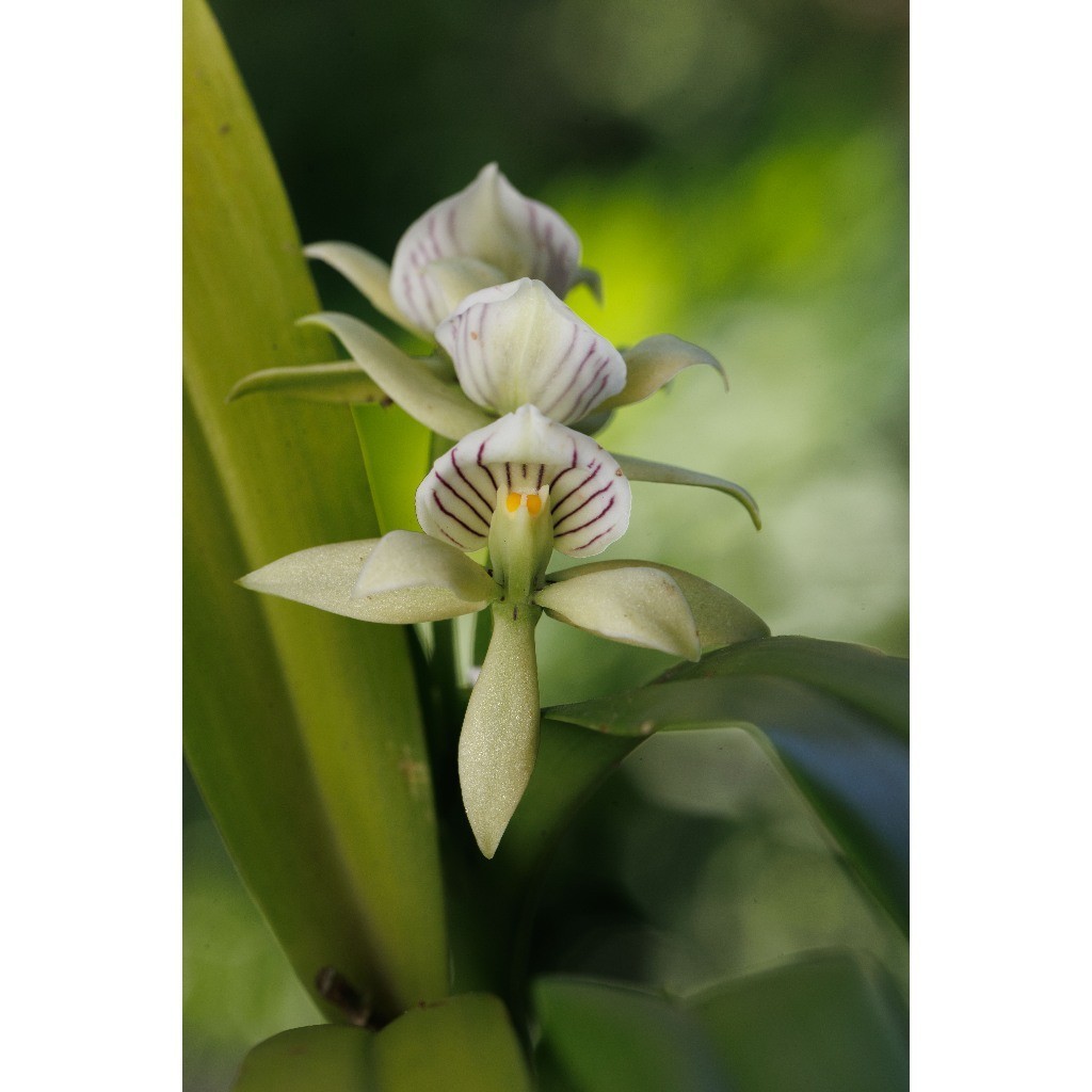蕨對蘭得-小章魚樹蘭 Prosthechea fragrans 蘭花 香花植物 室內花卉 耐陰 | 蝦皮購物